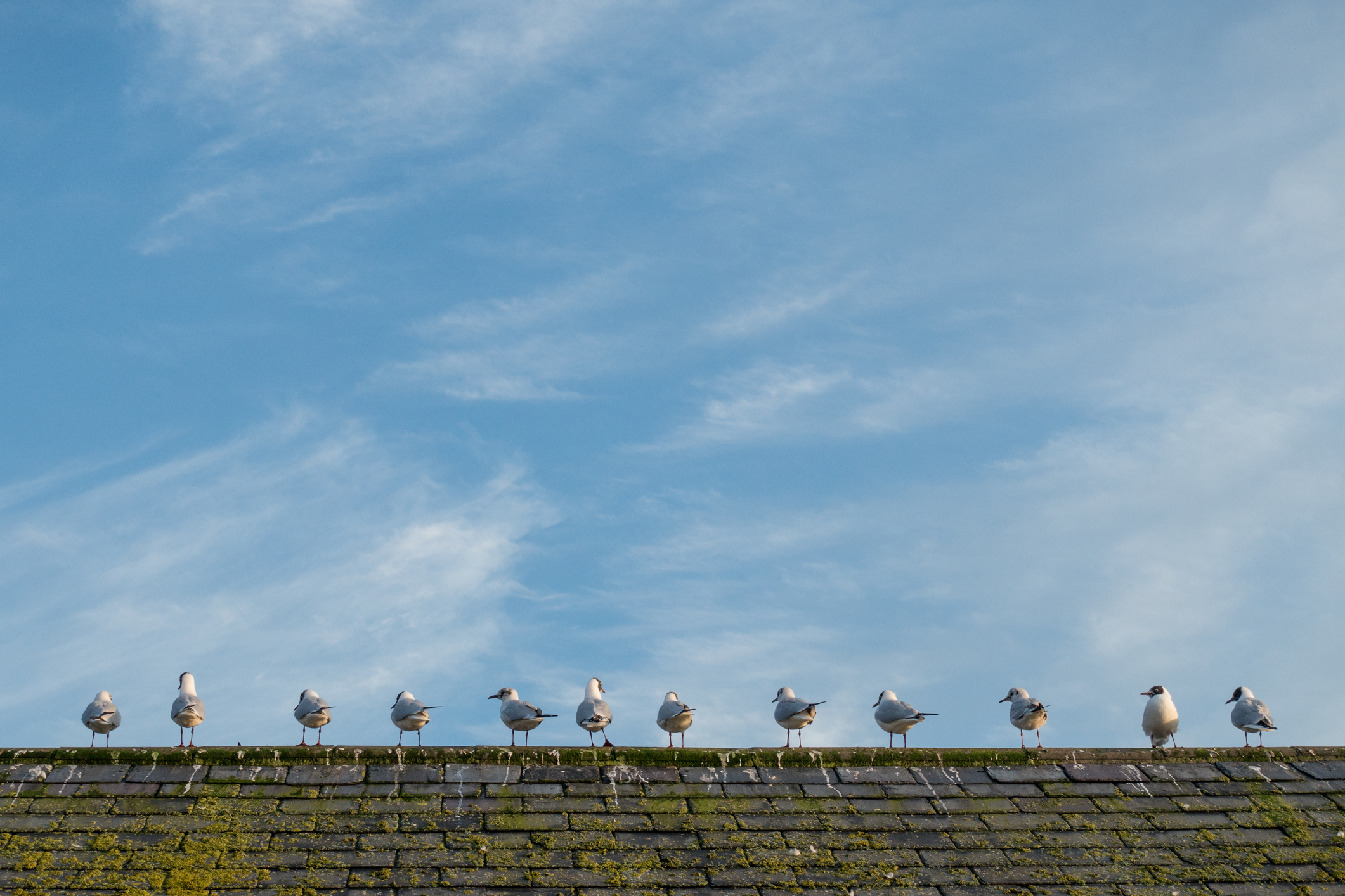 Birds Droppings Did This?