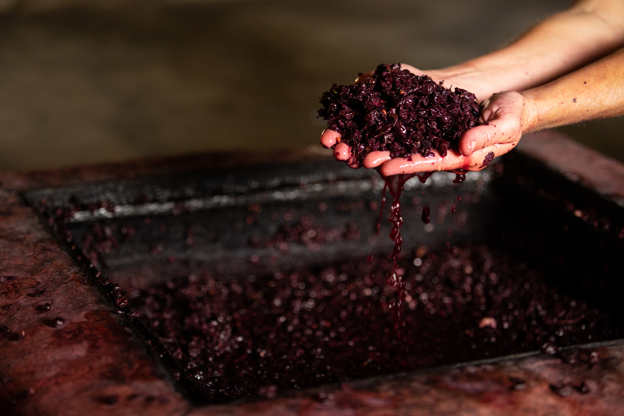Sour Grapes - Winemaking